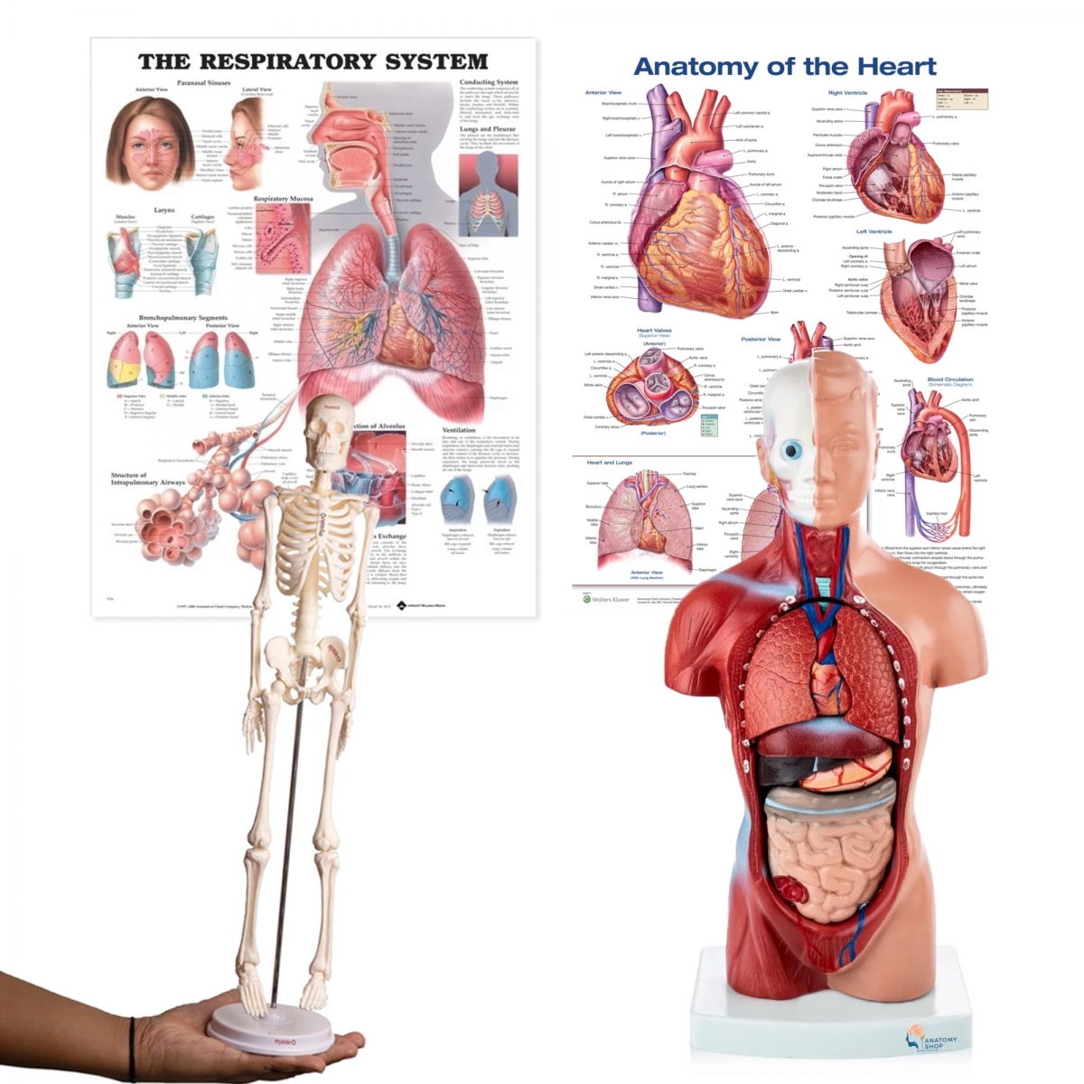 Primary School Anatomy Bundle - Myaskro